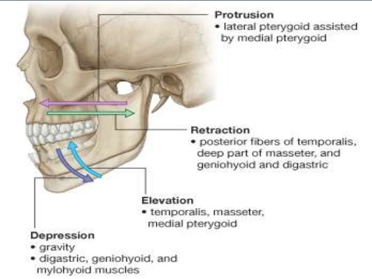 Mandibular Movement