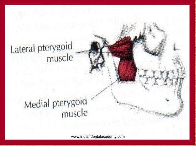 Mandibular movements/ Labial orthodontics | PPT | Free Download