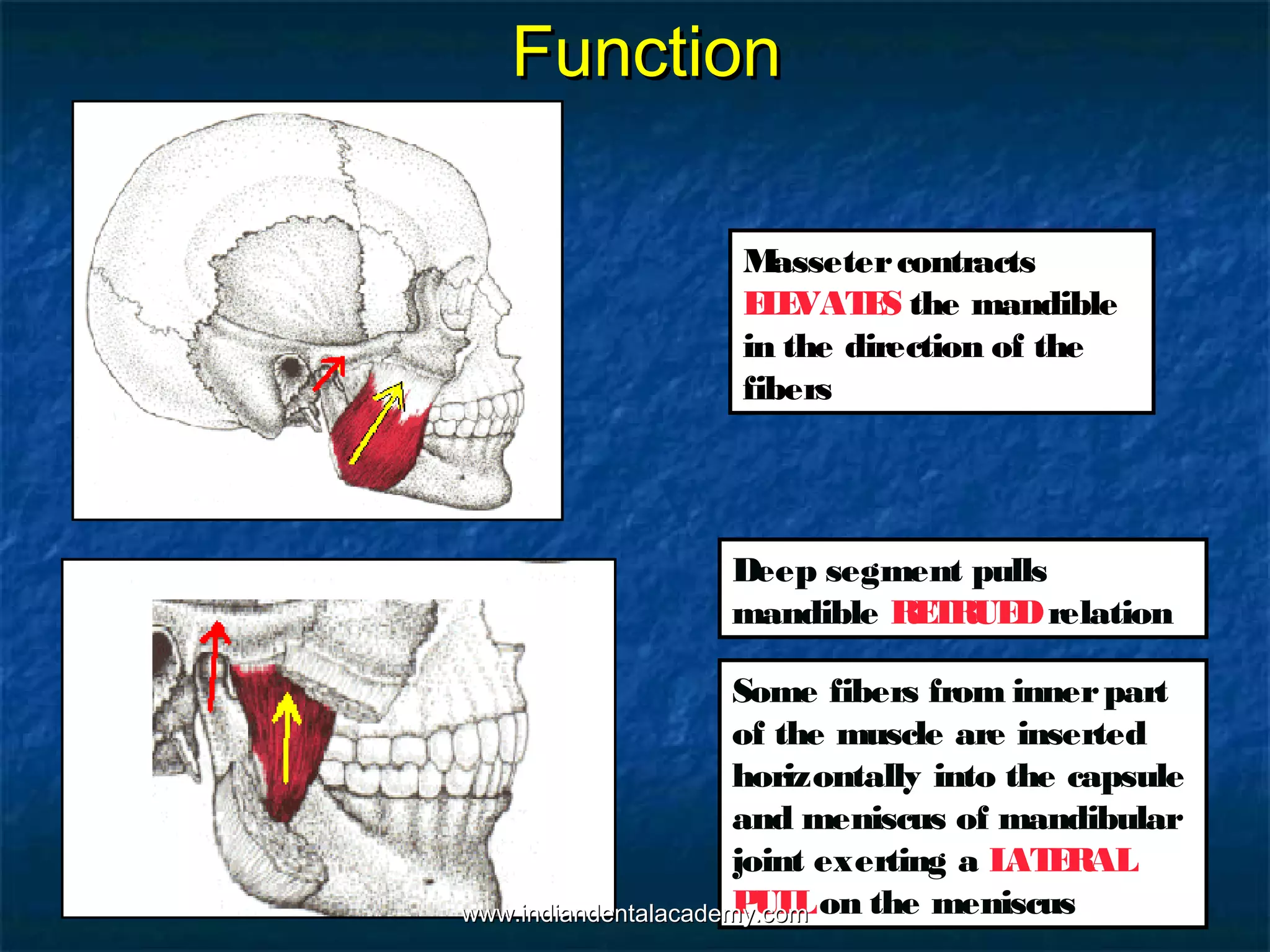 Mandibular movements/prosthodontic courses | PPT