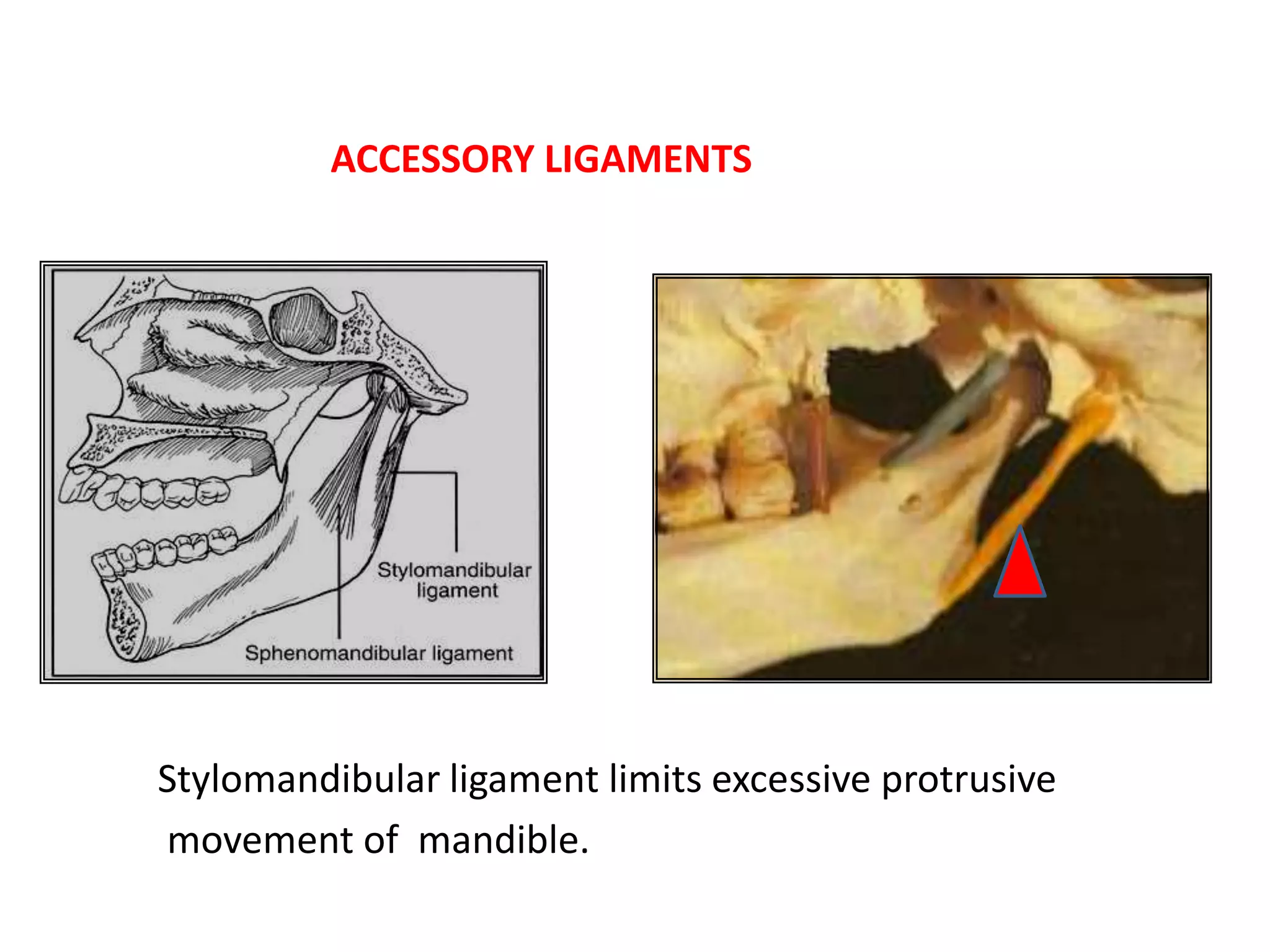 Mandibular Movements | PPTX