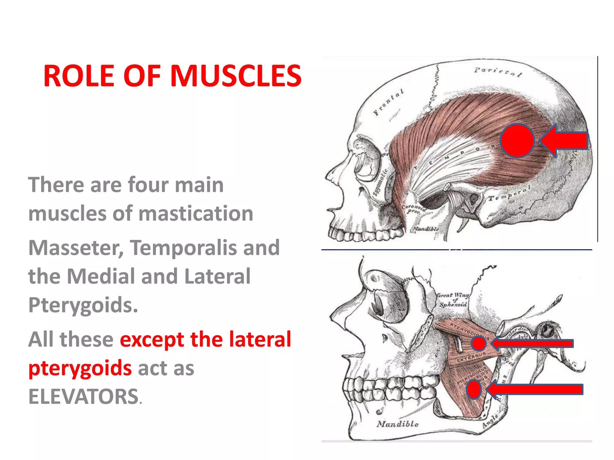 Mandibular Movements | PPTX
