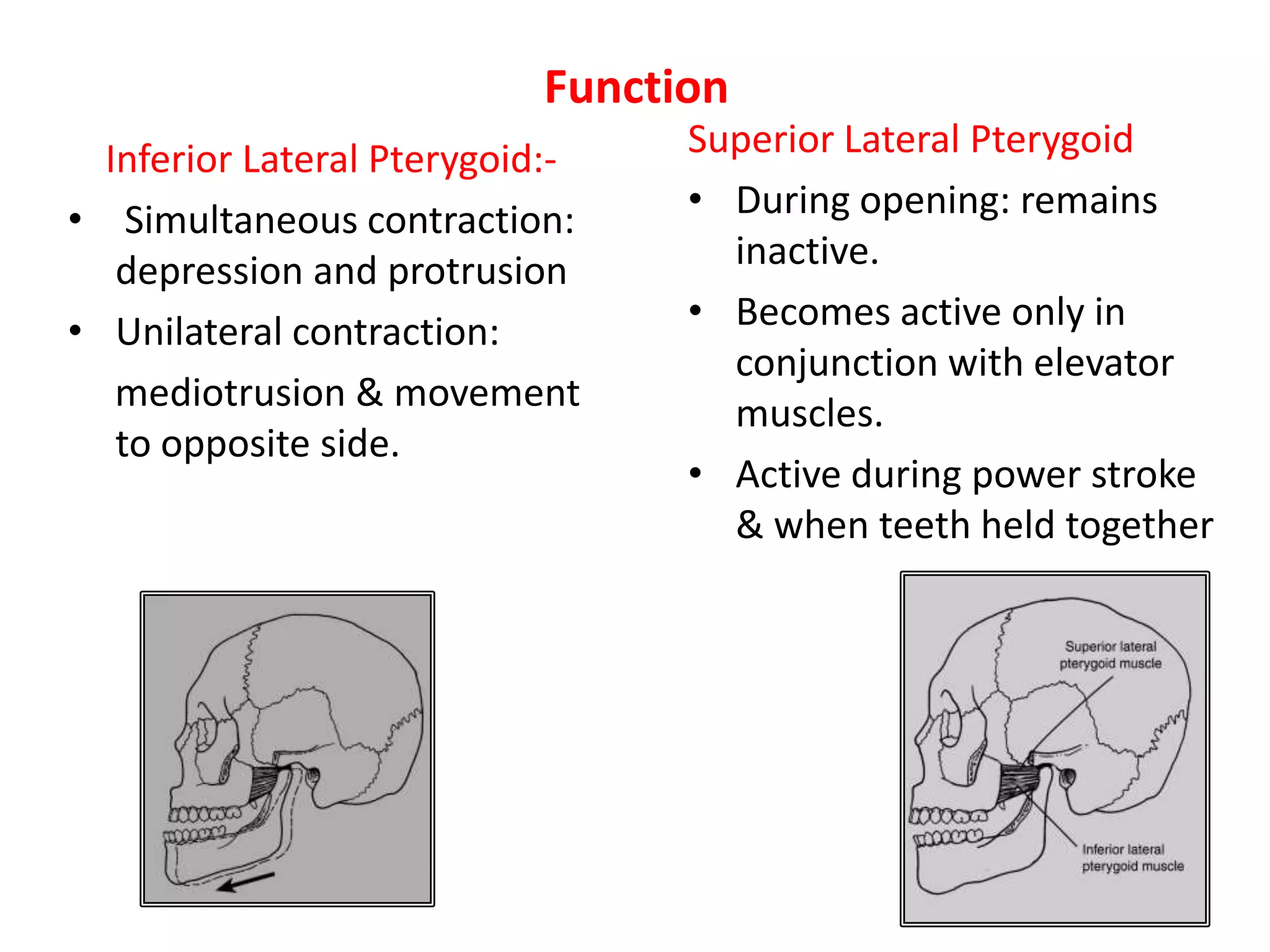 Mandibular Movements | PPTX