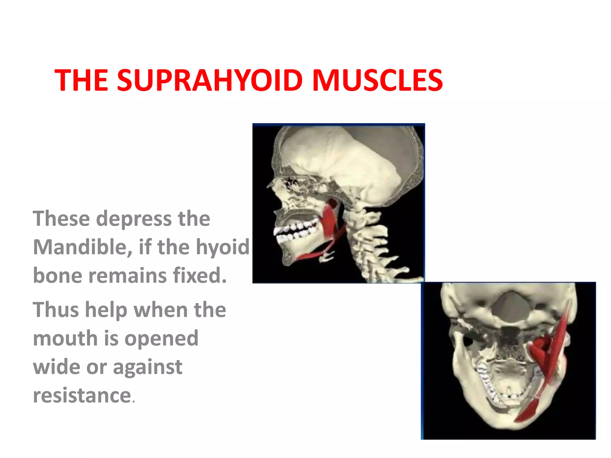 Mandibular Movements | PPTX