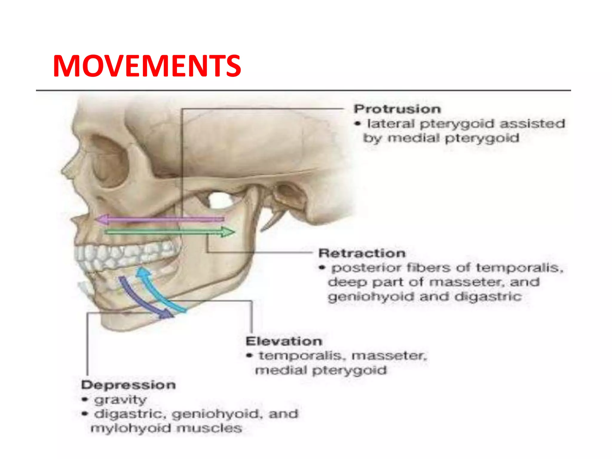 Mandibular Movements | PPTX | Dental Health | Diseases and Conditions