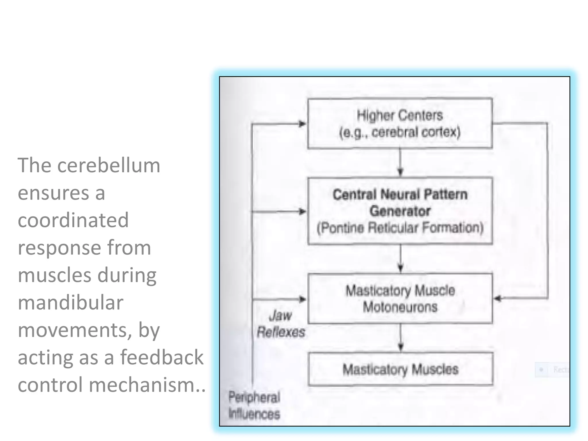 Mandibular Movements | PPTX
