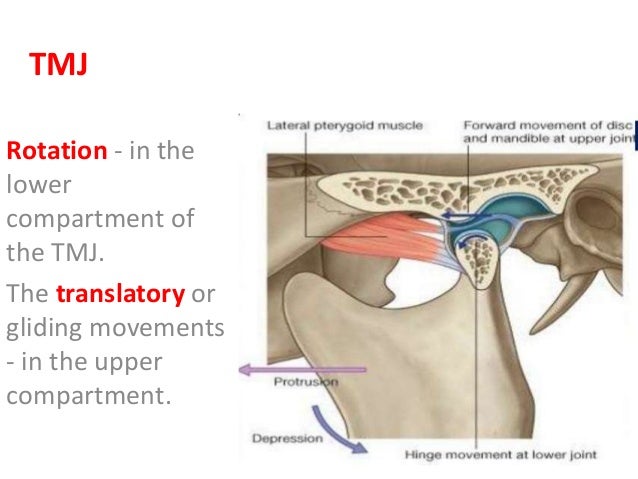 Mandibular Movements