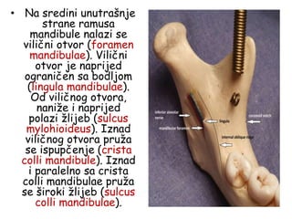 Mandibularne anestezije | PPTX