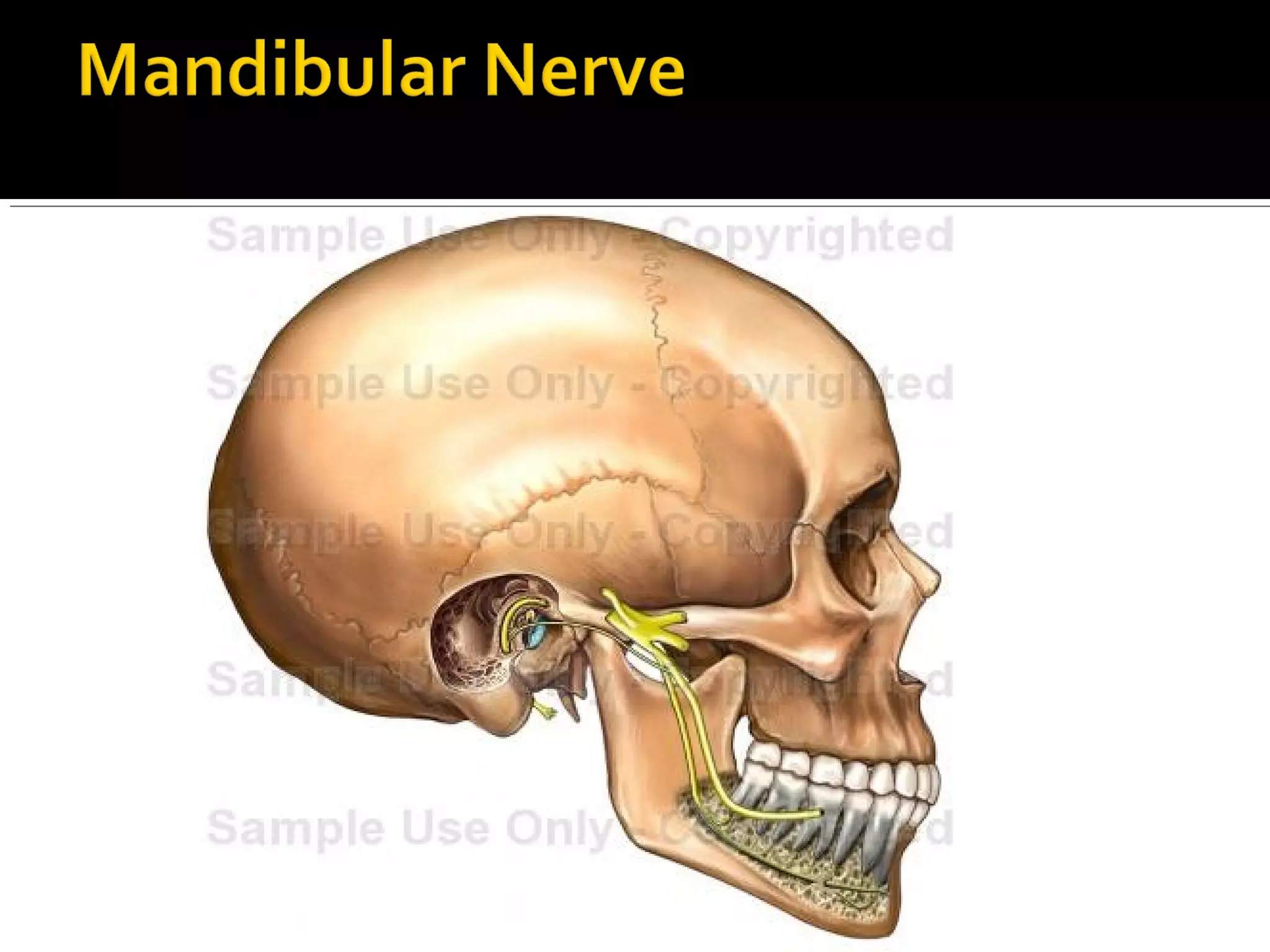 Mandibular nerve dental surgery | PPT