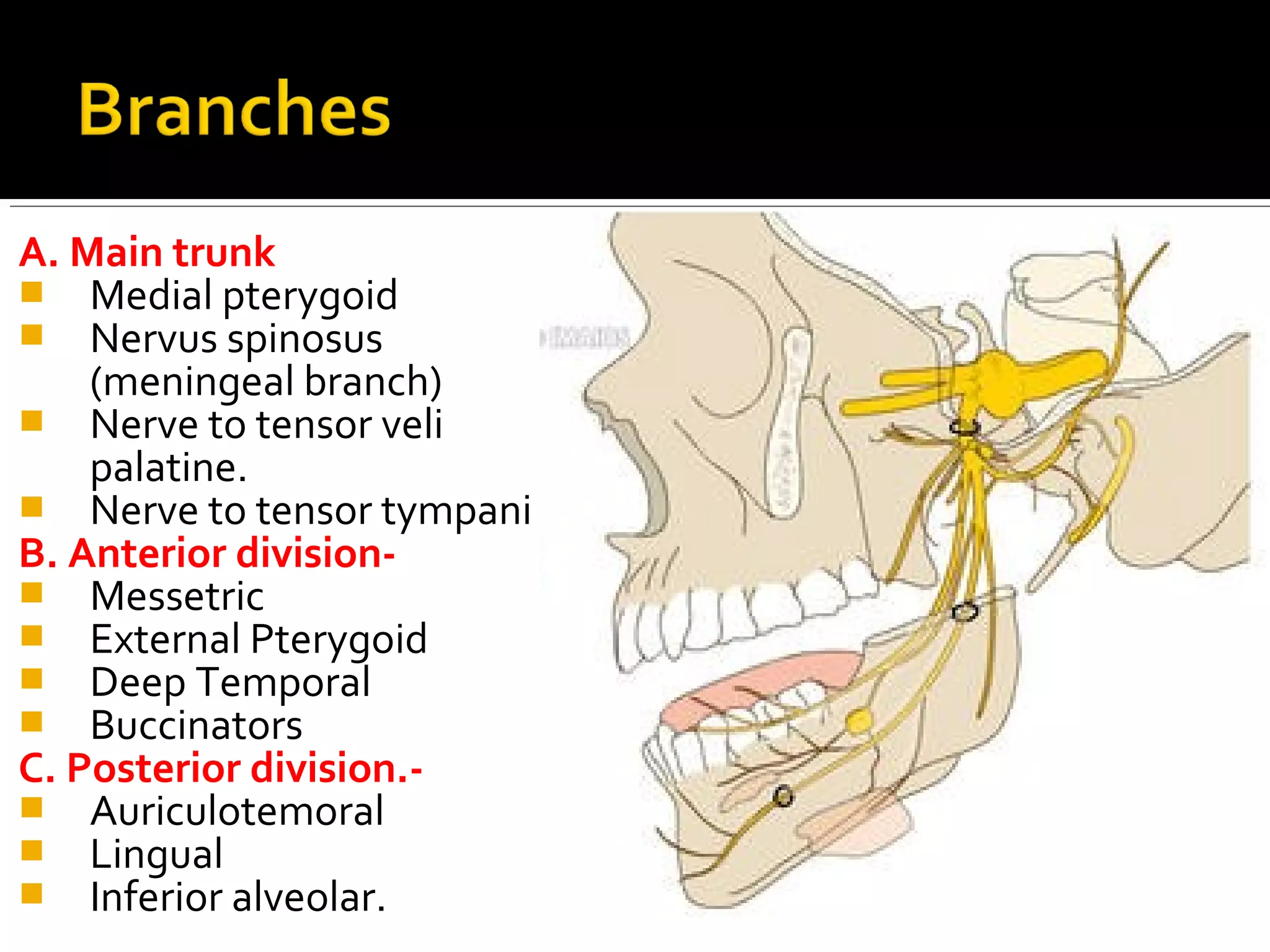 Mandibular nerve dental surgery | PPT