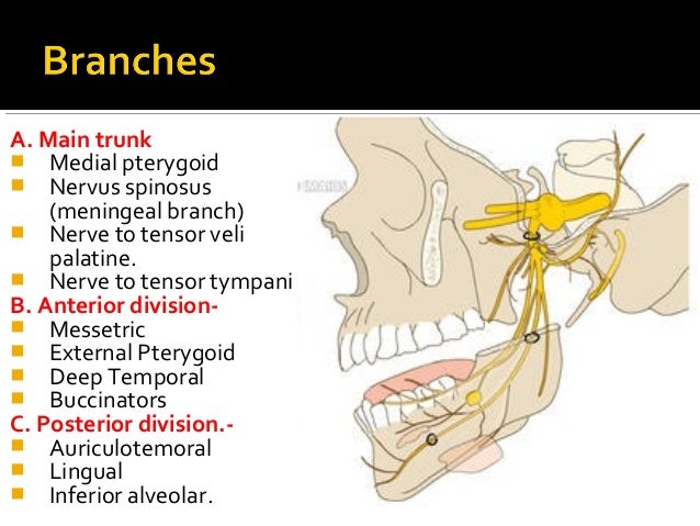 Mandibular nerve dental surgery