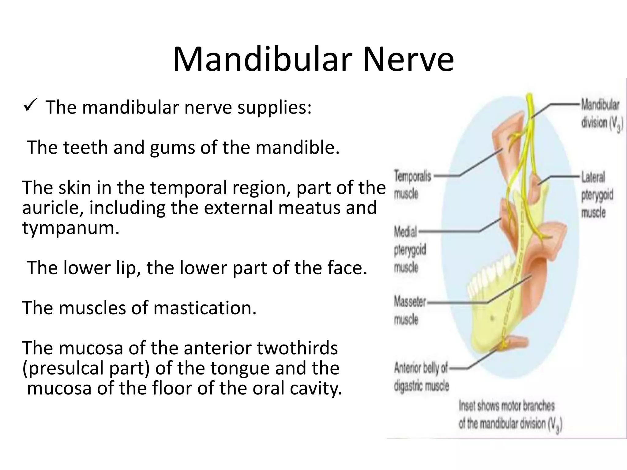 Mandibular nerve | PPTX
