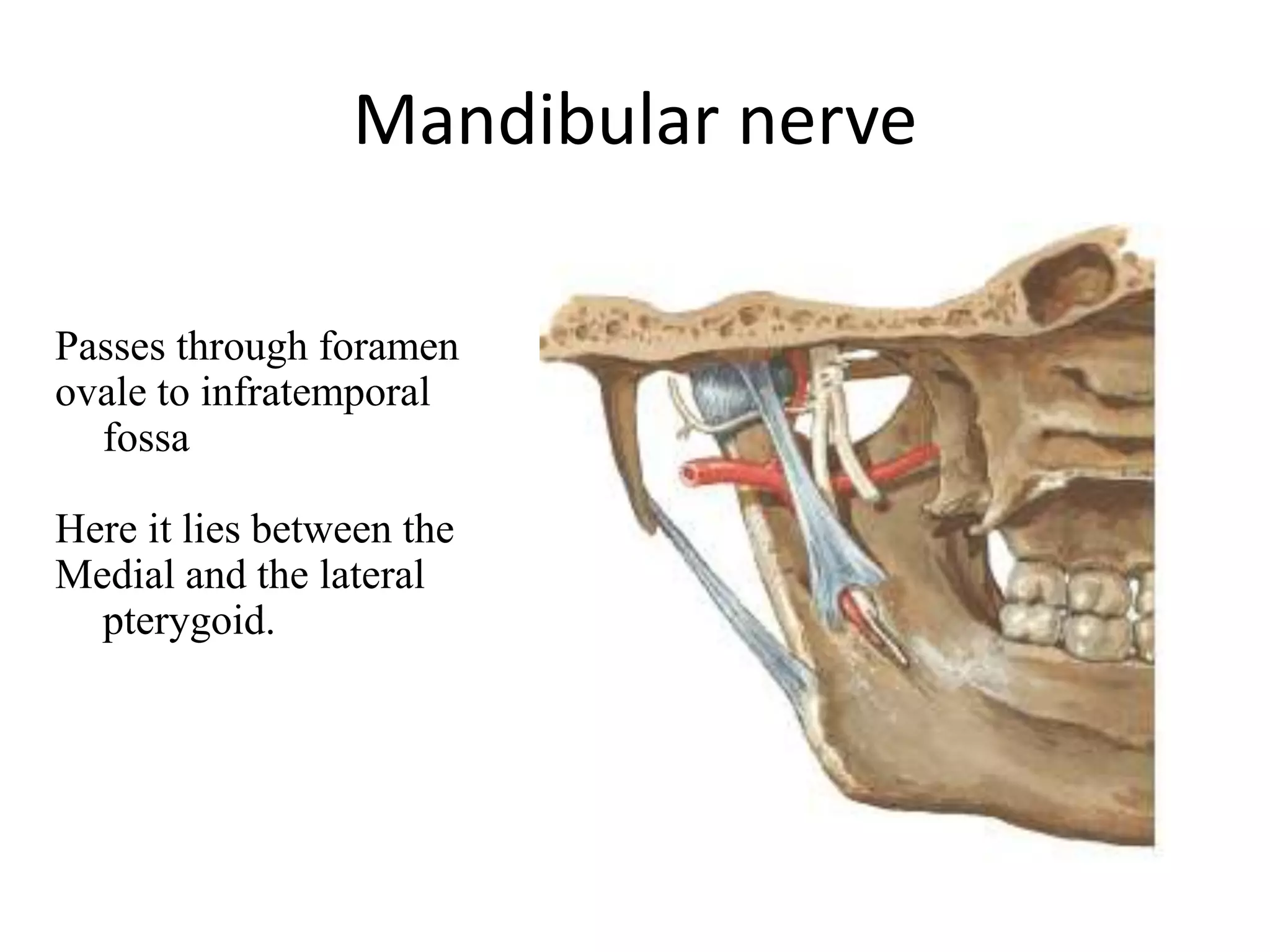 Mandibular nerve | PPTX