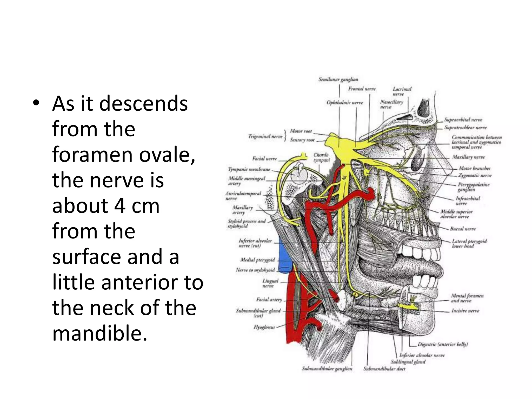 Mandibular nerve | PPTX