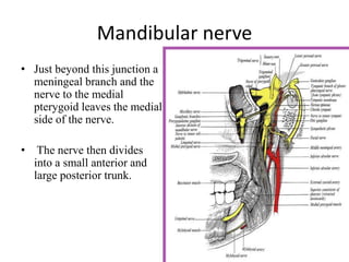 Mandibular nerve | PPTX