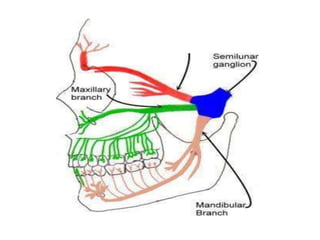 Mandibular nerve | PPTX