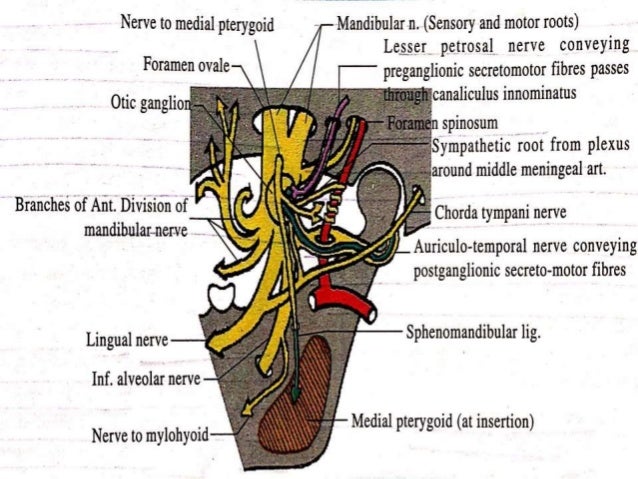 Mandibular nerve.pptx