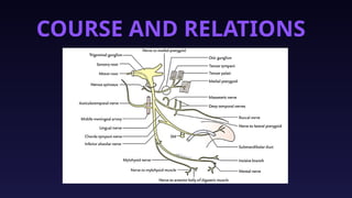 MANDIBULAR NERVE anatomy course AND RELATION | PPTX