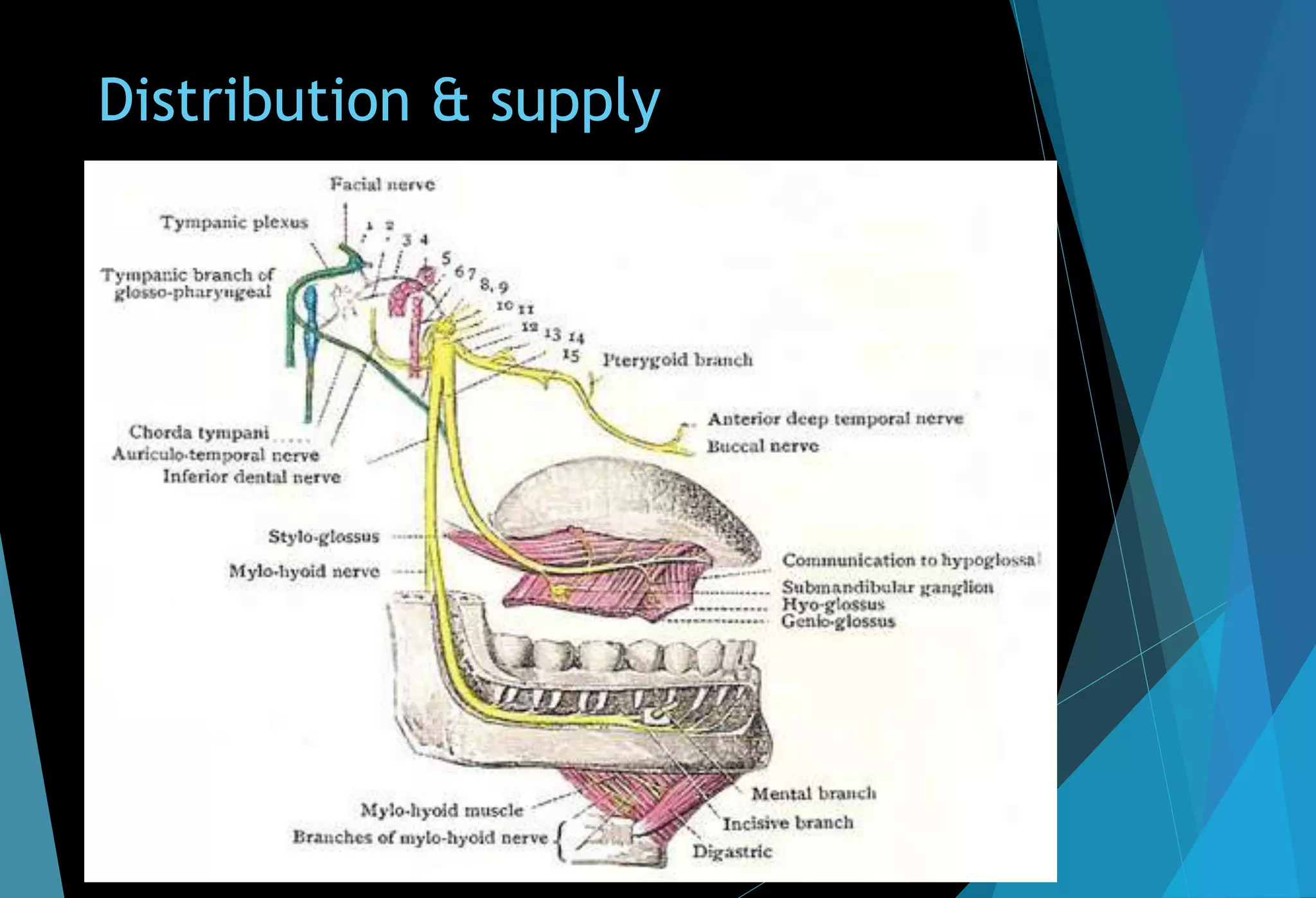 Mandibular nerve | PPTX
