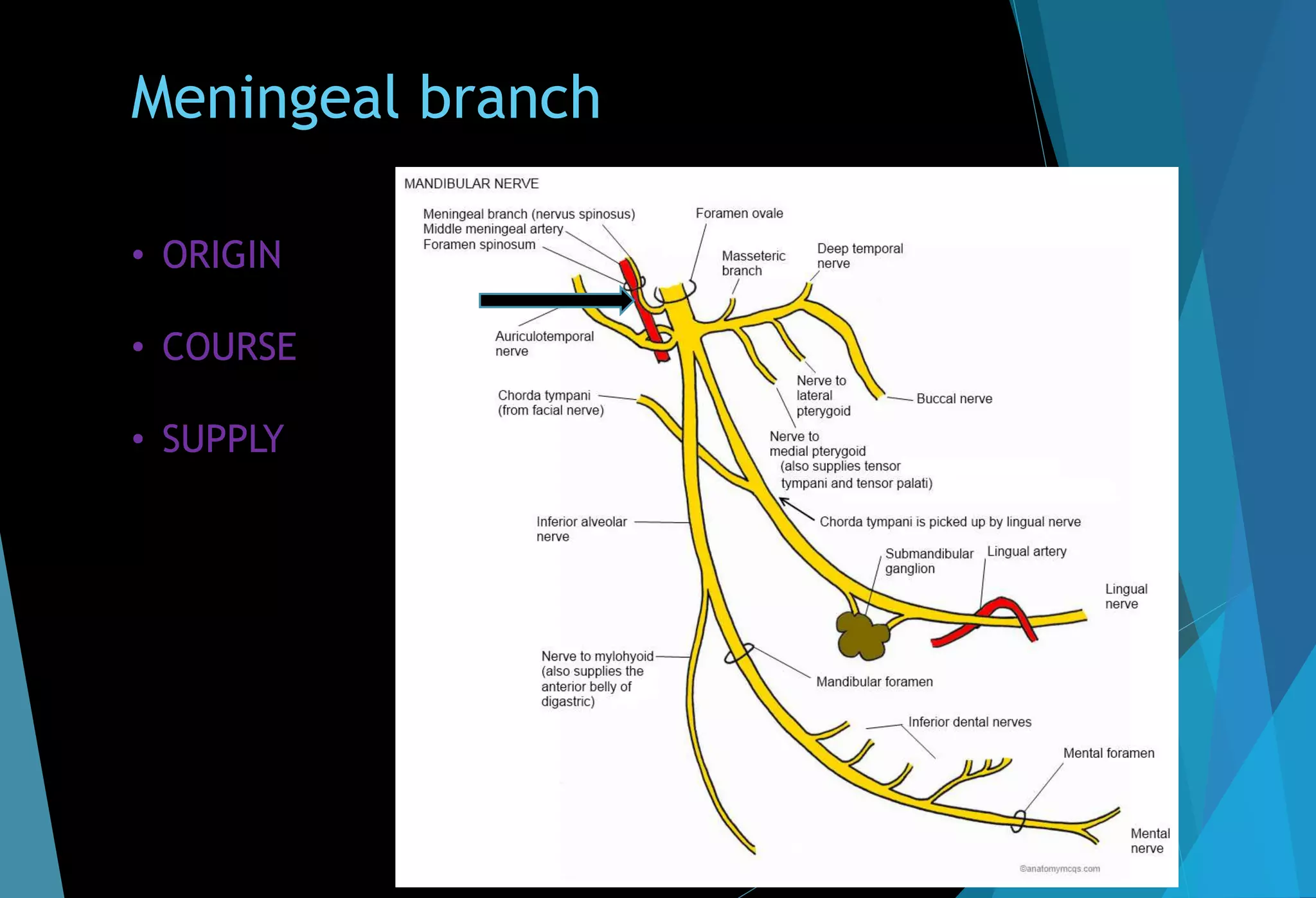 Mandibular nerve | PPTX