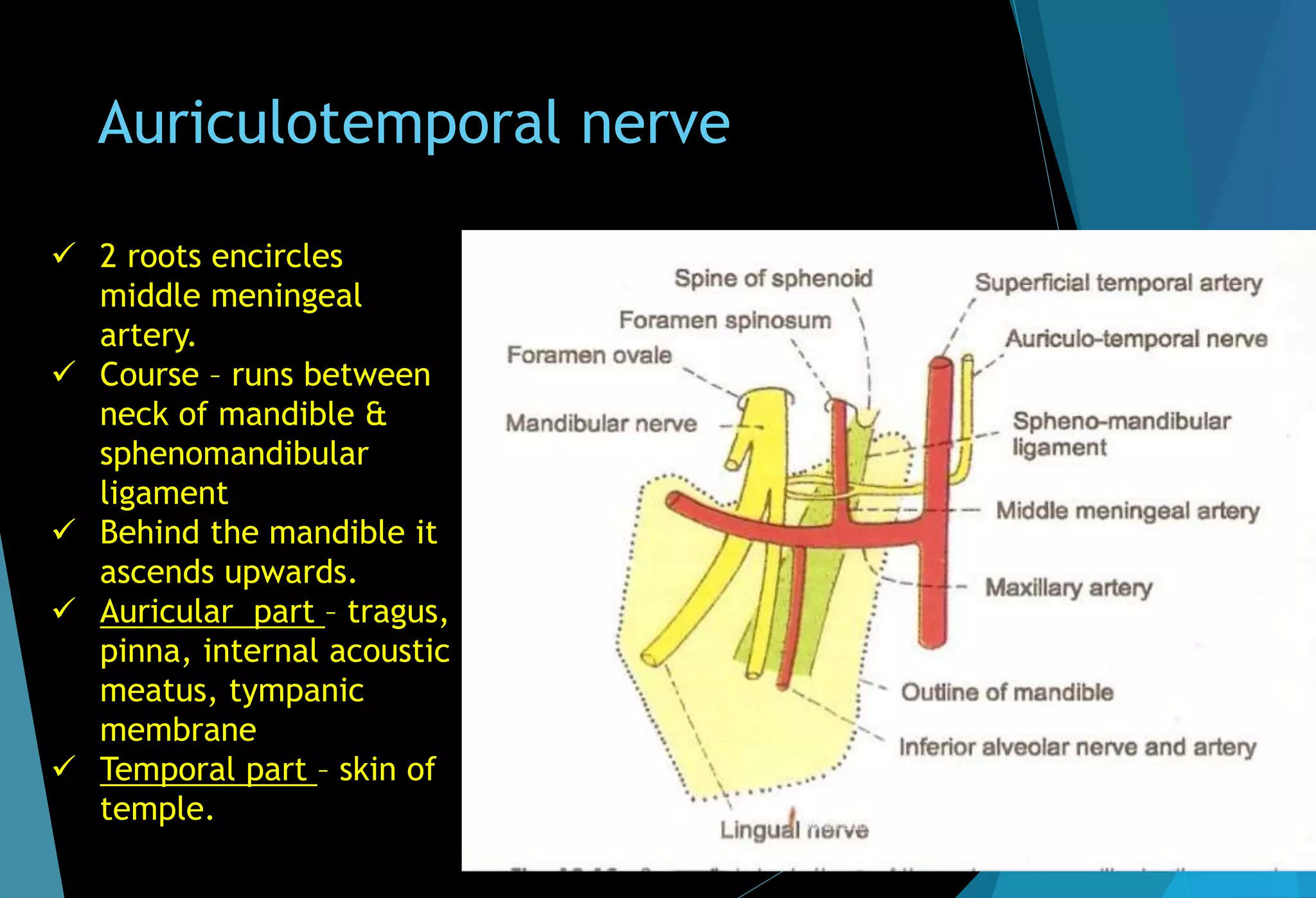 Mandibular nerve | PPTX