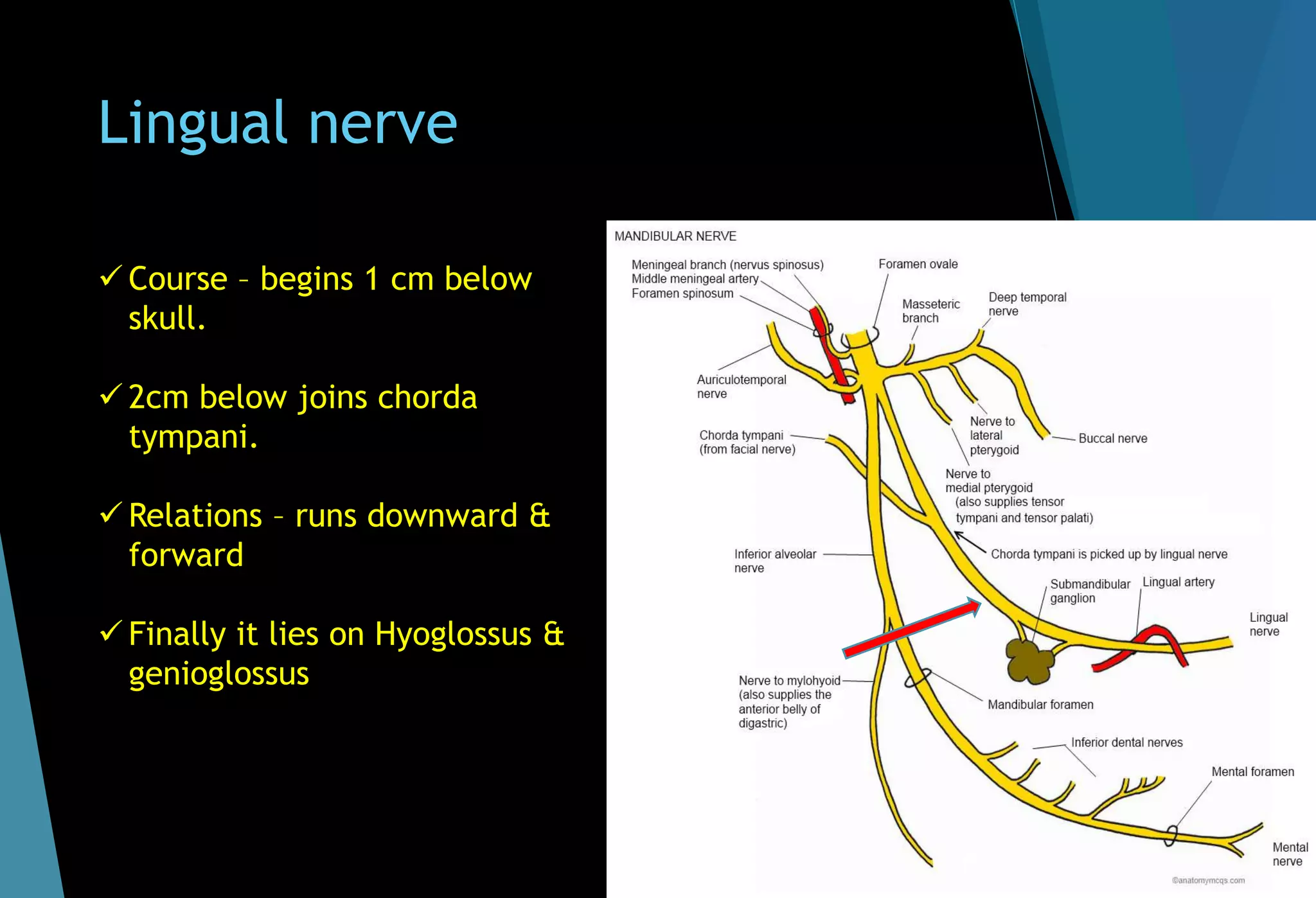Mandibular nerve | PPTX