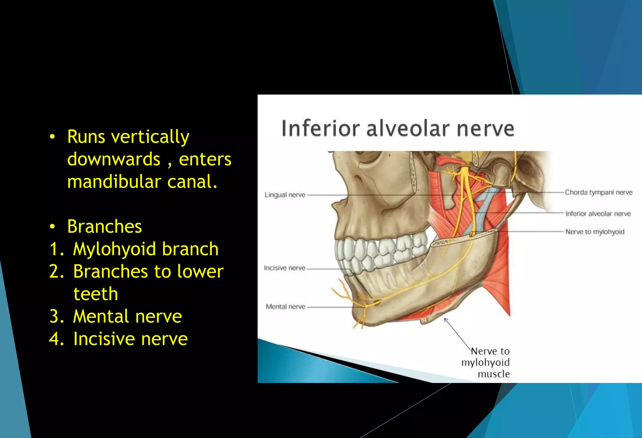 Mandibular nerve | PPTX