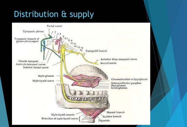 Mandibular nerve | PPTX | Ear, Nose and Throat Conditions | Diseases ...