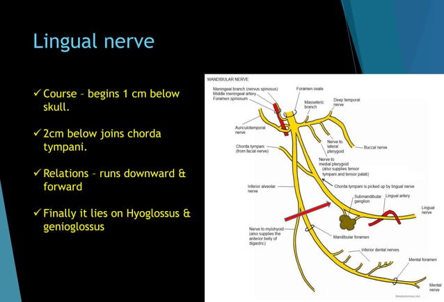 Mandibular nerve | PPTX | Ear, Nose and Throat Conditions | Diseases ...