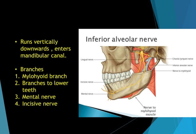 Mandibular nerve | PPTX | Ear, Nose and Throat Conditions | Diseases ...