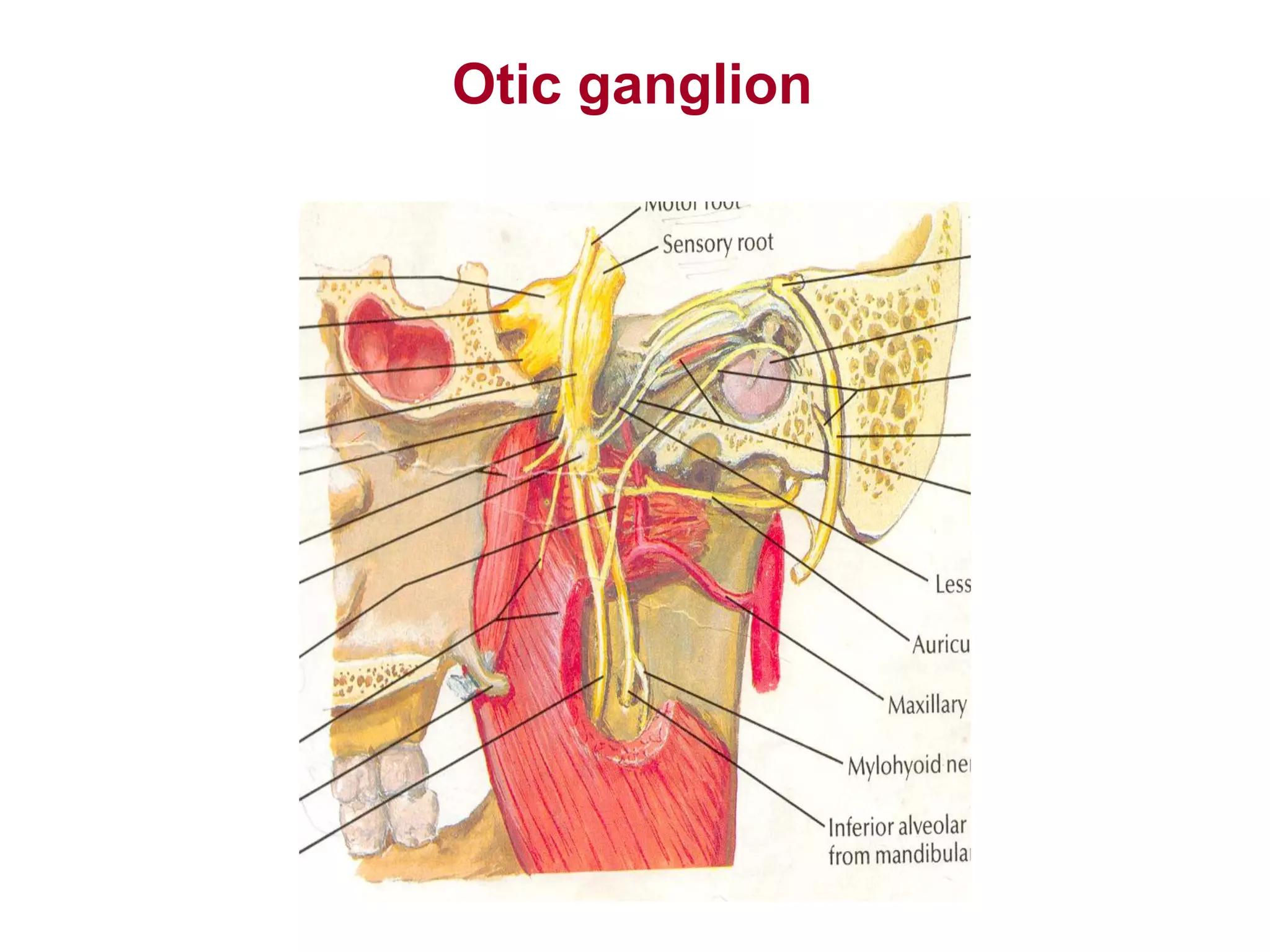 Mandibular nerve and otic ganglion | PDF