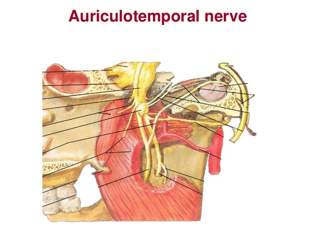 Mandibular nerve and otic ganglion
