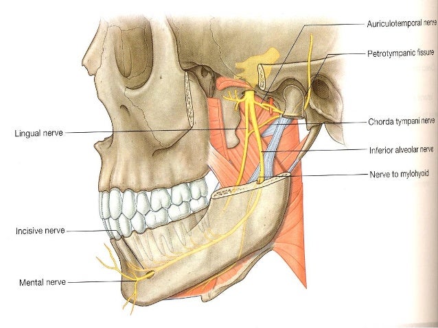 Mandibular nerve and otic ganglion