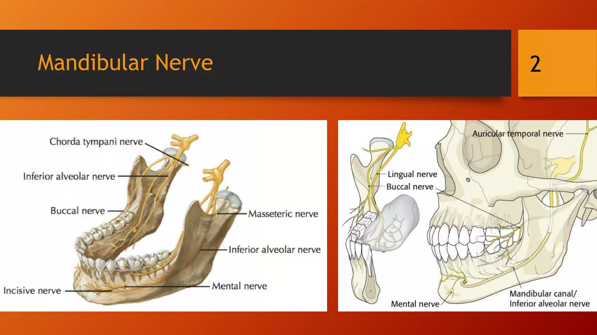 Mandibular nerve blocks | PPTX