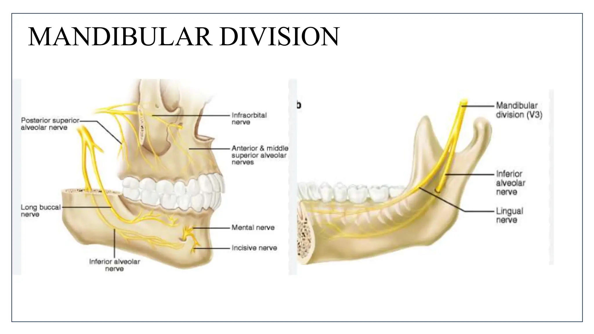 MANDIBULAR NERVE BLOCKS and techniques in dentistry | PPTX
