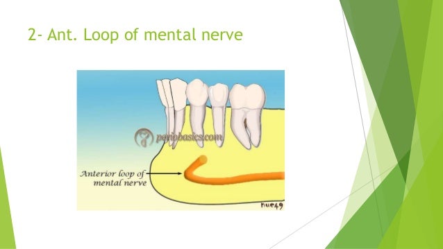 Mental Nerve Loop Oculomotor Nerve | Radiology Reference Article