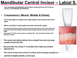 Mandibular permanent central incisor.pdf