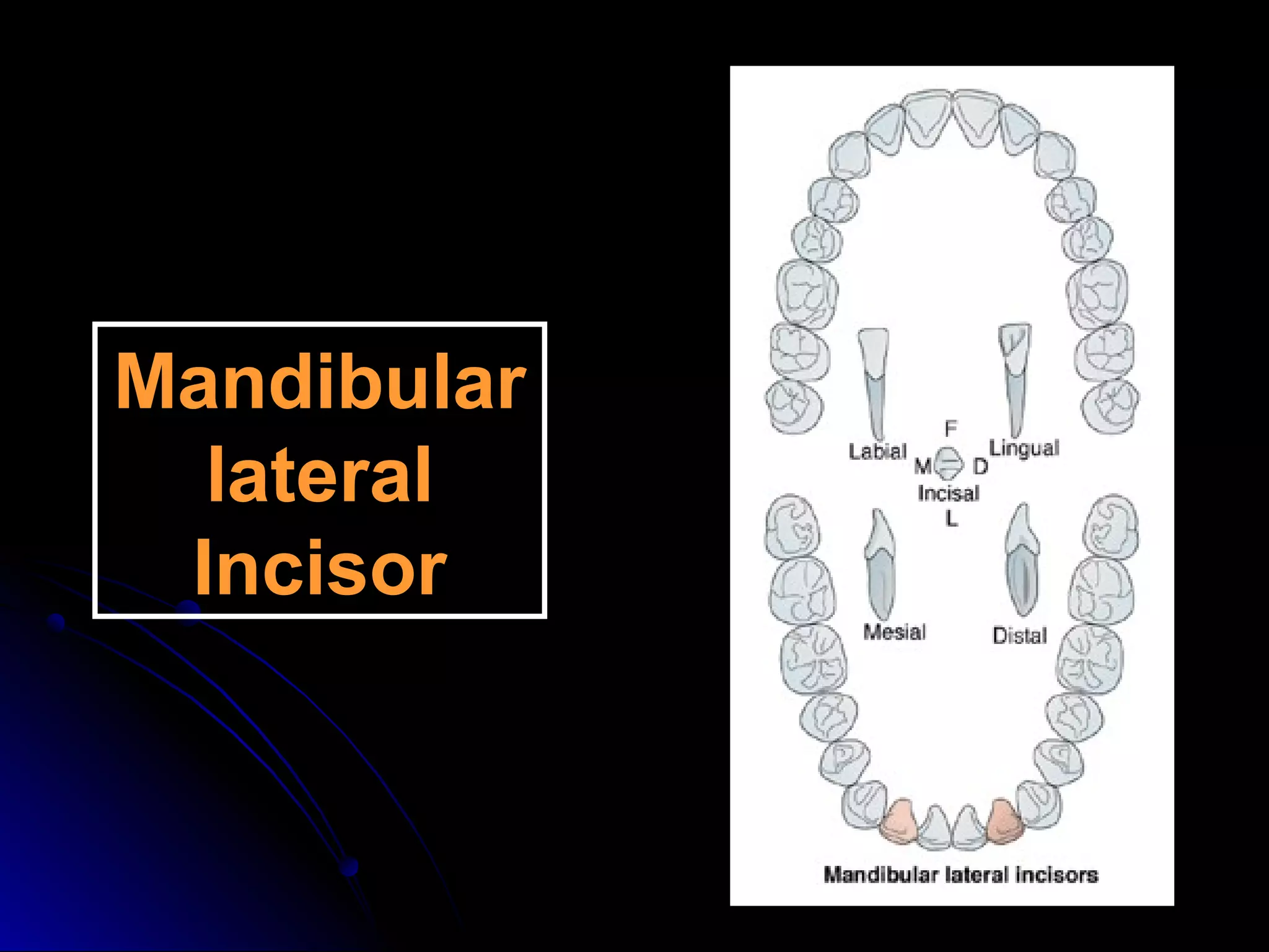 Mandibular permanent incisors | PPT