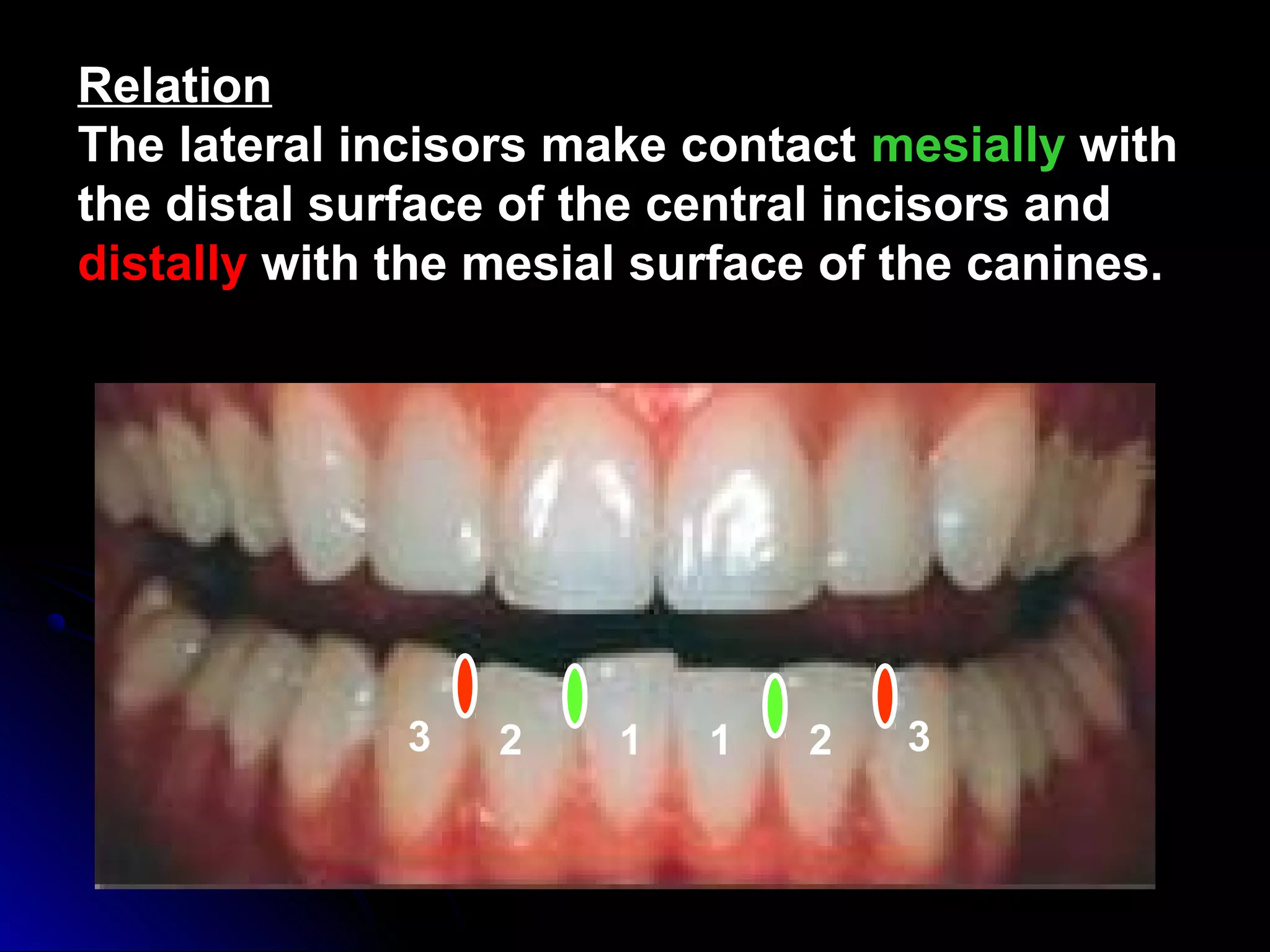 Mandibular permanent incisors | PPT
