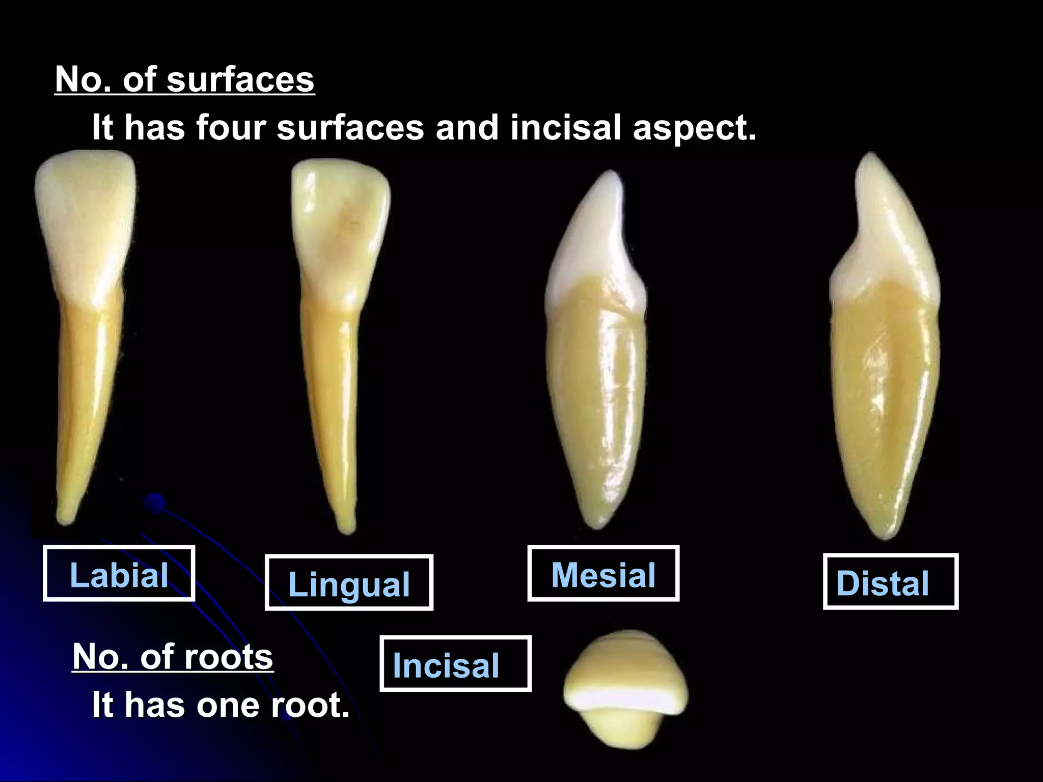 Mandibular permanent incisors | PPT