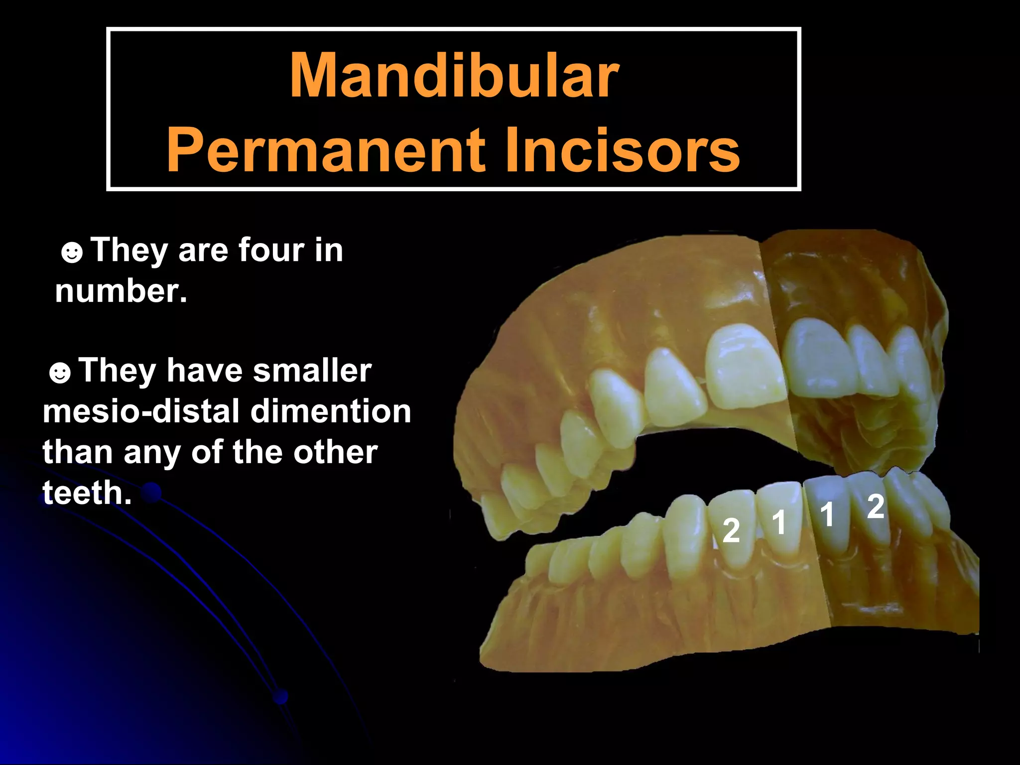 Mandibular permanent incisors | PPT