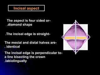 Mandibular permanent incisors | PPT