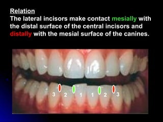 Mandibular permanent incisors | PPT