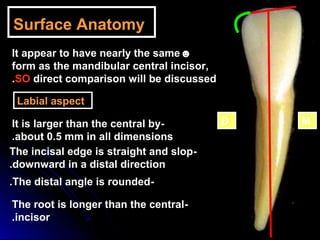 Mandibular permanent incisors | PPT