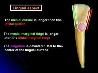 Mandibular permanent incisors | PPT