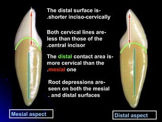 Mandibular permanent incisors | PPT