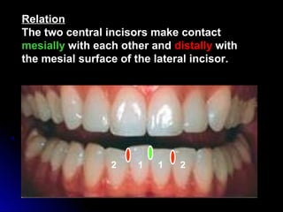 Mandibular permanent incisors | PPT