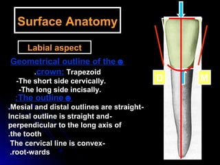 Mandibular permanent incisors | PPT