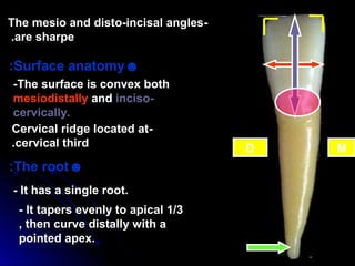 Mandibular permanent incisors | PPT
