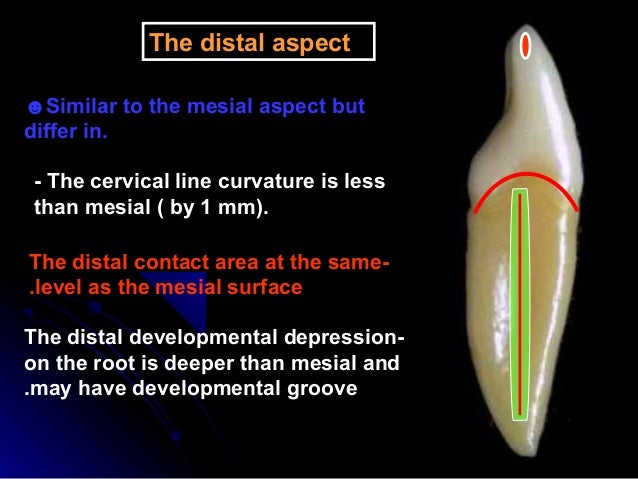 Mandibular permanent incisors