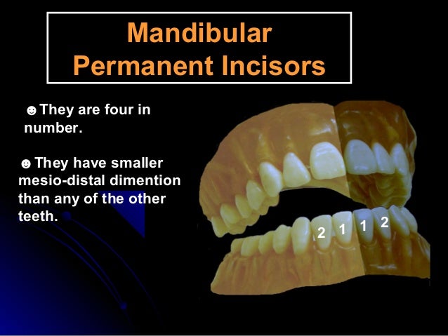 Mandibular permanent incisors
